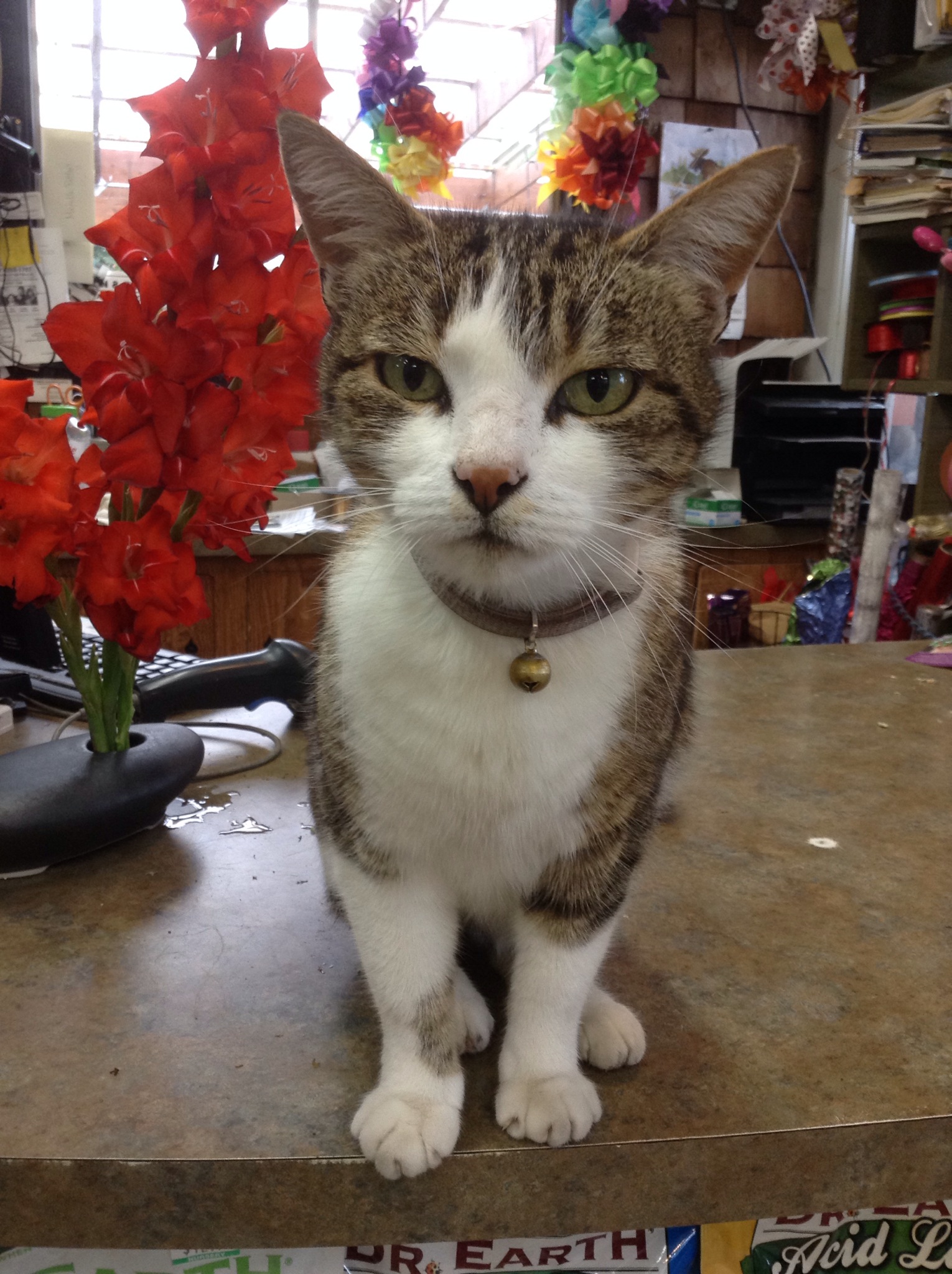 A cat for all seasons – Bremerton City Nursery