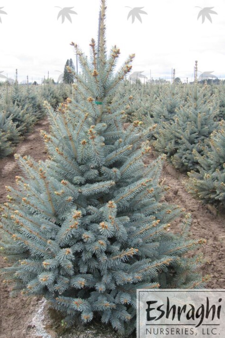 Bakeri Blue Spruce